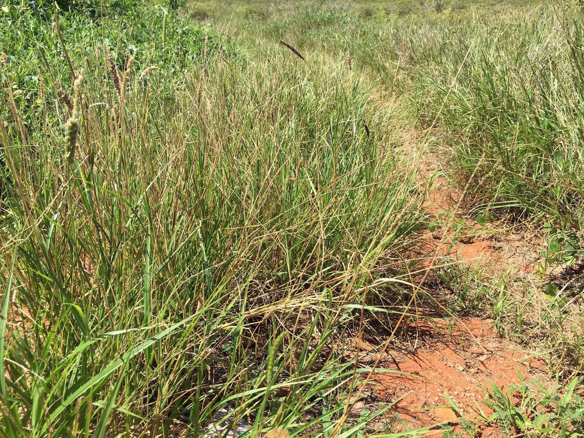 Buffel grass a growing problem in northern Australia - ABC Kimberley