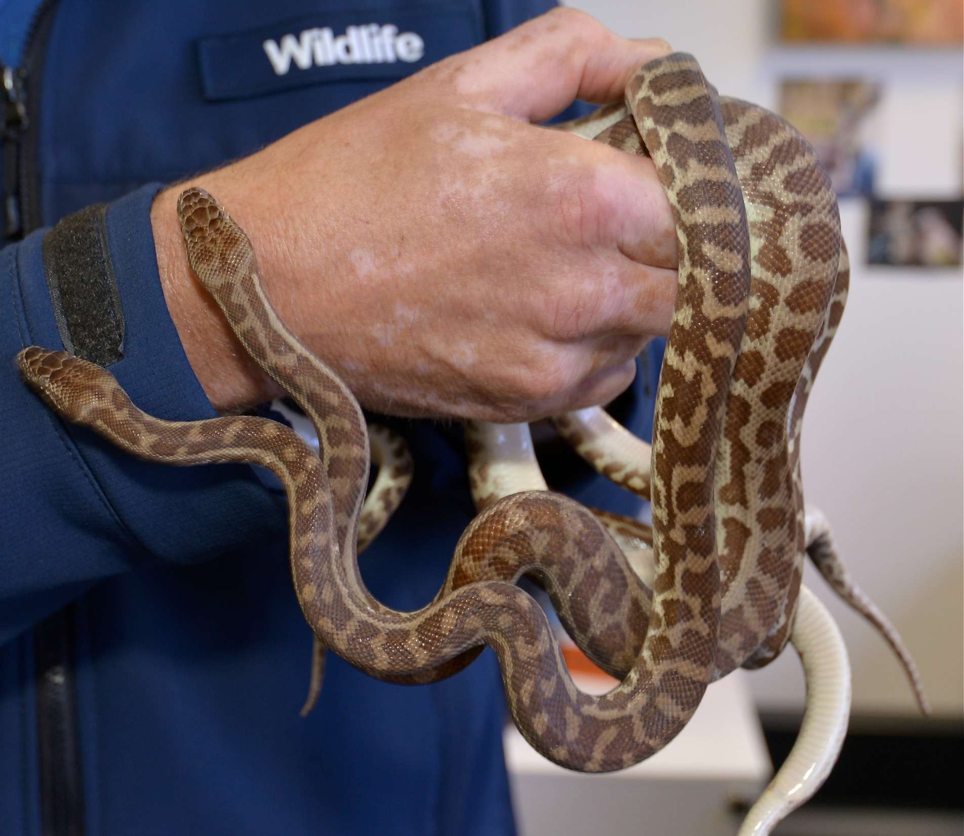 Poached pythons, lizards and geckos found in Victoria 'likely from WA ...