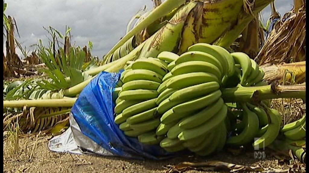 Return to Tully - ABC News