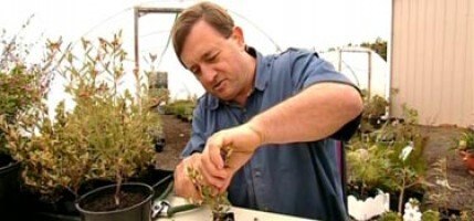Grafting Natives - Gardening Australia