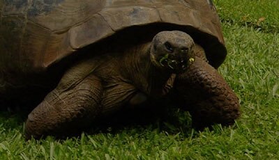 Harriet the tortoise dies - ABC News