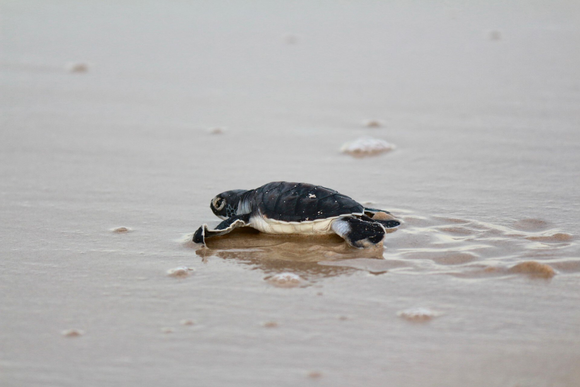The turtle guardians of Bribie Island - ABC listen