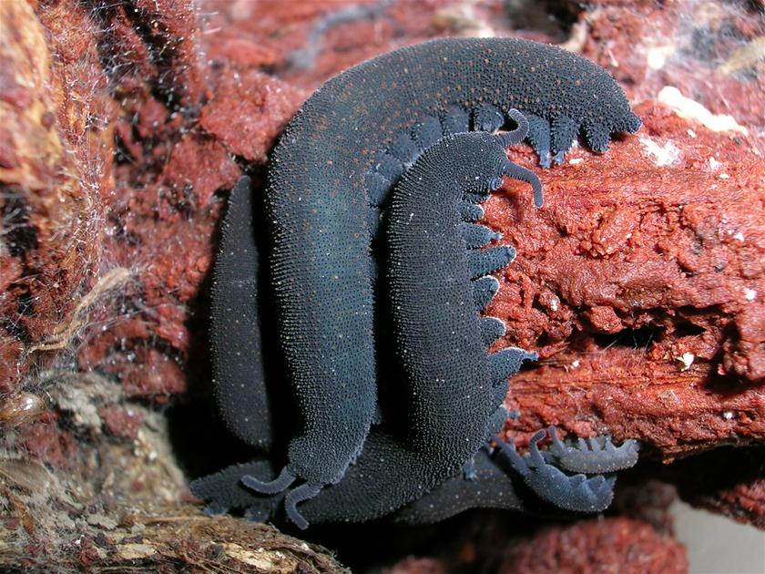 Velvet worm's deadly slime revealed - ABC News