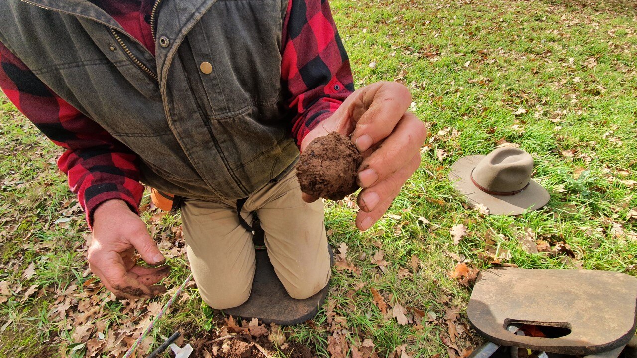 Truffle treasure hunters sniff out predicted bumper harvest - ABC News